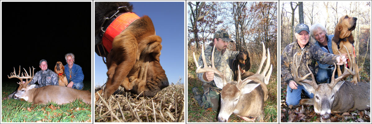 Bloodtracking dogs. Your best chance!